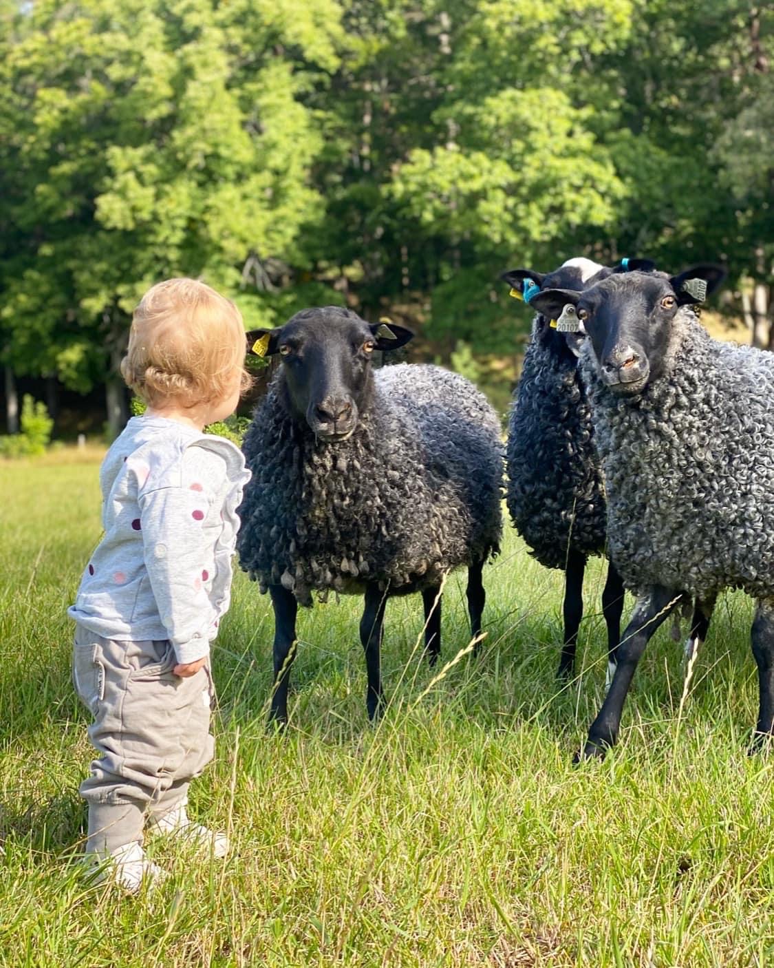 Fåren | Värmdö Lamm